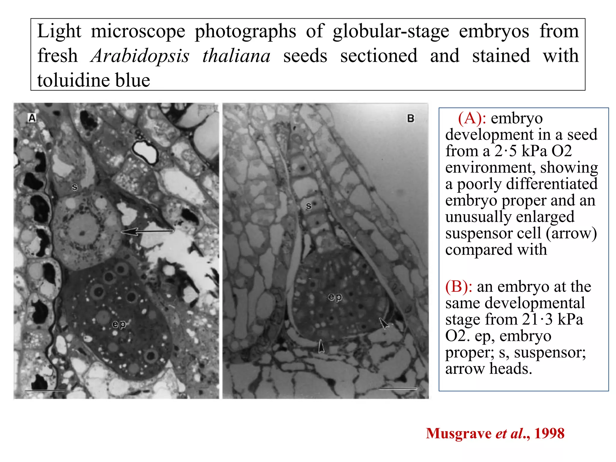 Oxygen status and its implication in seed development | PPTX