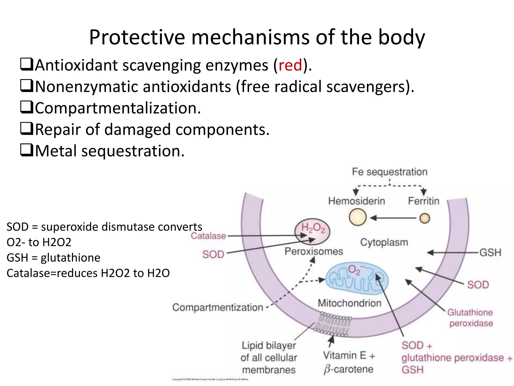 Oxygen toxicity and it’s mechanism | PPTX