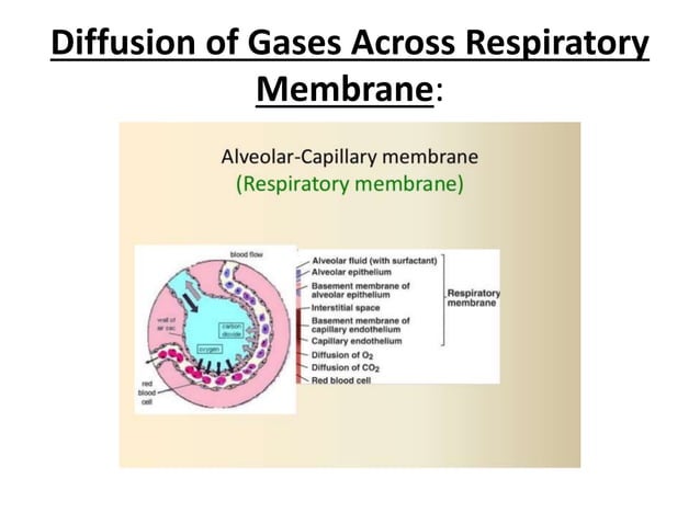 Oxygen transport | PPTX | Lung and Respiratory Health | Diseases and ...