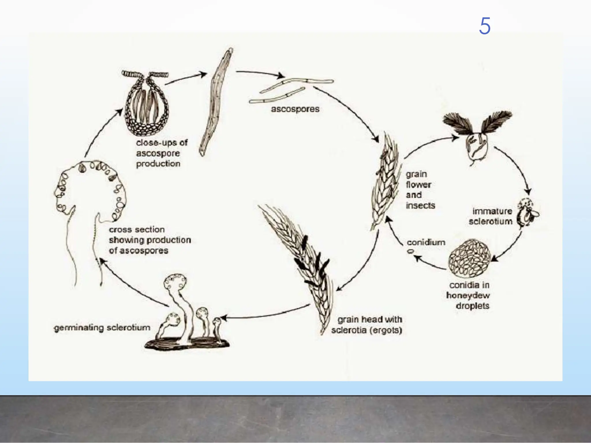 OXYTOCIC PHARMACOGNOSTIC NOTE ON ERGOT WITH LIFE CYCLE. | PDF
