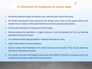 OXYTOCIC PHARMACOGNOSTIC NOTE ON ERGOT WITH LIFE CYCLE. | PDF