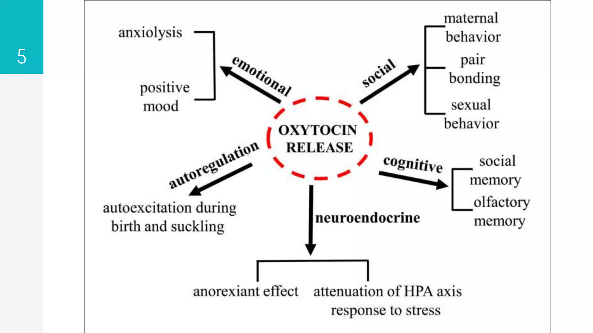 Oxytocin and fear reaction | PPTX