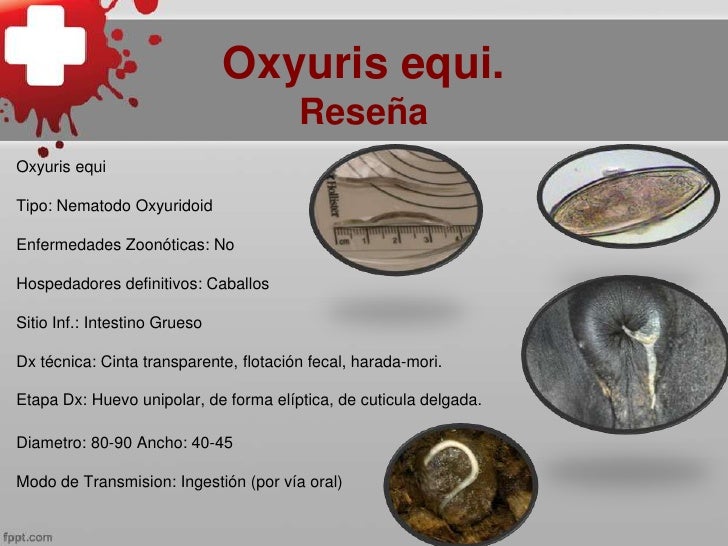 Oxyuris Parasitology ID Parasitology With Robyn At Bel Rea ...