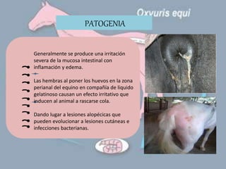 Huevo Oxyuris Equi
