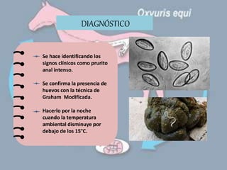Huevo Oxyuris Equi