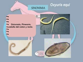 OXYURIS EQUI.pptx