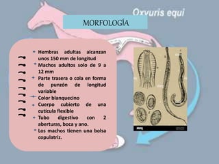 Oxyuris Equi