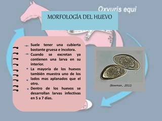 Huevo Oxyuris Equi
