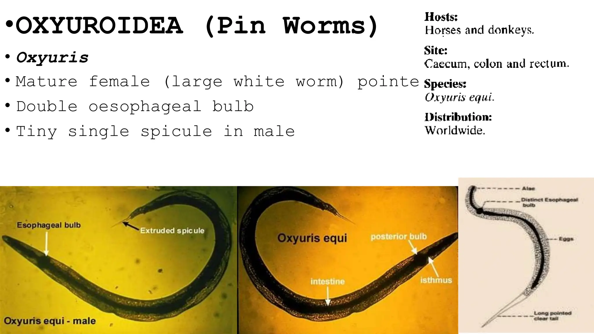 oxyuroidea & spirouroidea-1.pptx .Nematodal presentation 4th semester ...