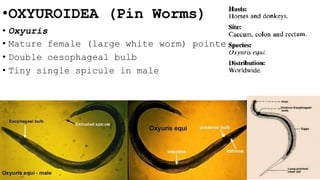 oxyuroidea & spirouroidea-1.pptx .Nematodal presentation 4th semester | PPT