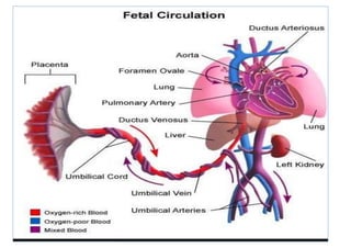 Fetal circulation and physiology bb.pptx