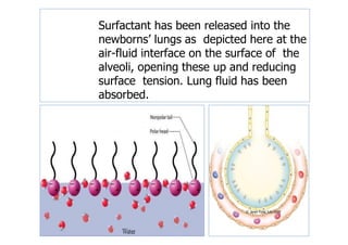Fetal circulation and physiology bb.pptx