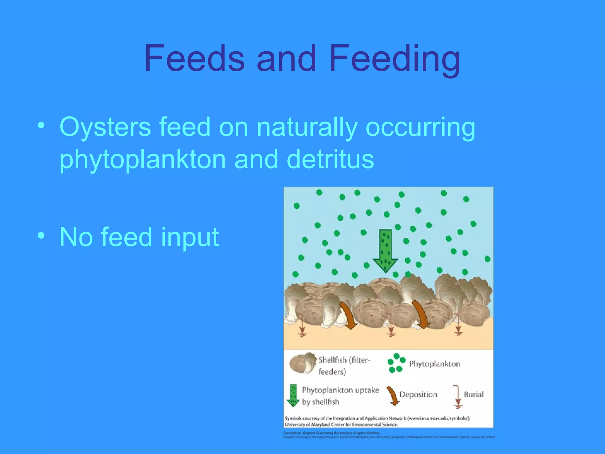 Oyster aquaculture | PPT