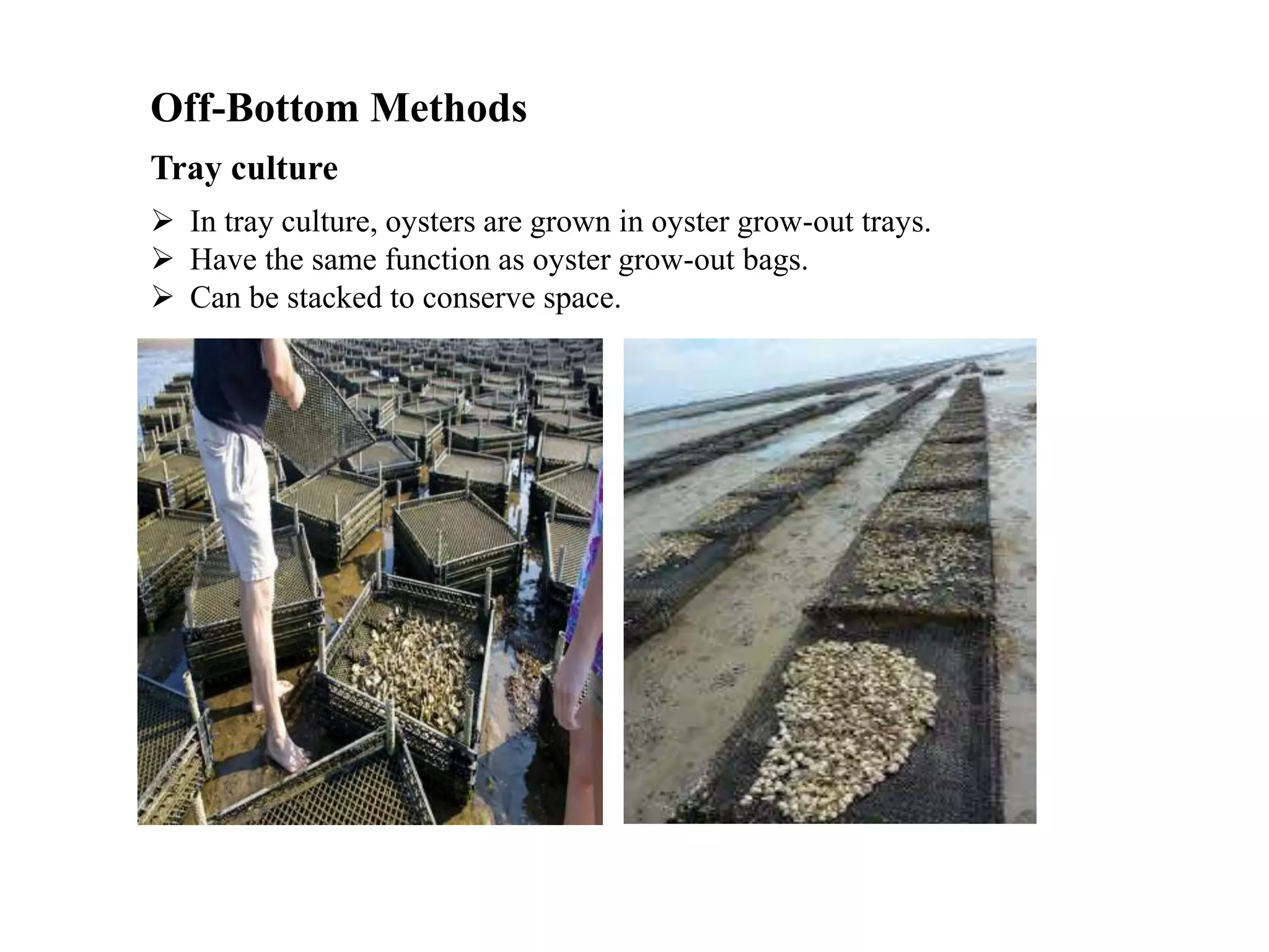 Oyster farming | PPTX