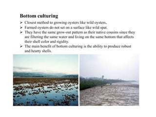 Oyster farming | PPT