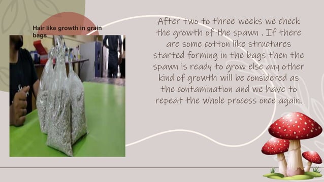 Oyster Mushroom Cultivation Pptx