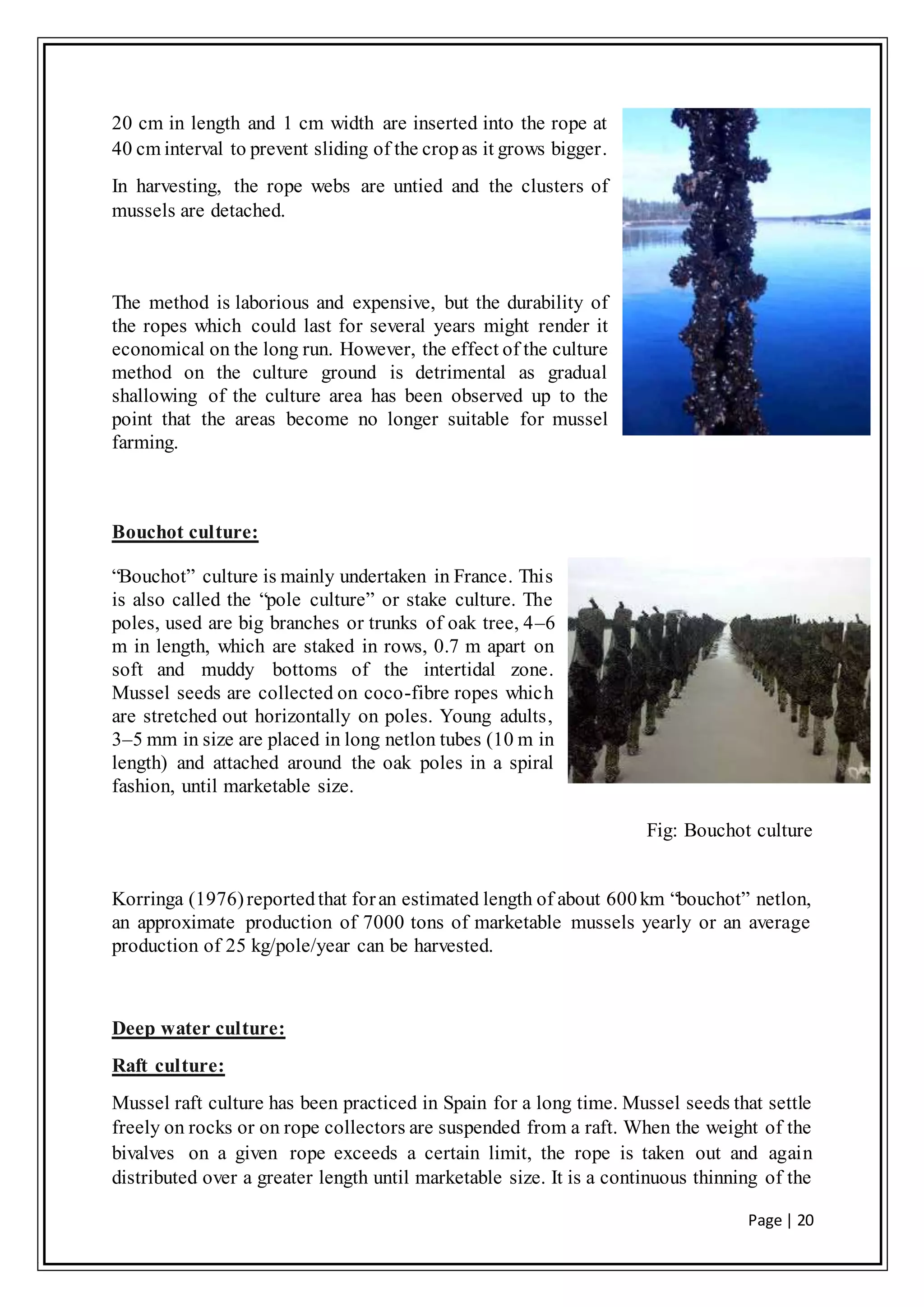 Oyster and mussel culture techniques | DOCX