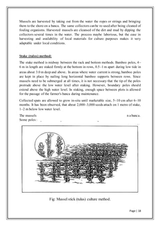 Oyster and mussel culture techniques | DOCX