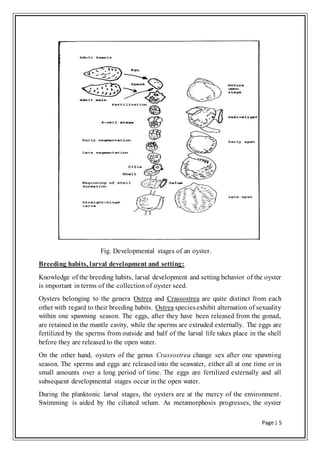 Oyster and mussel culture techniques | DOCX