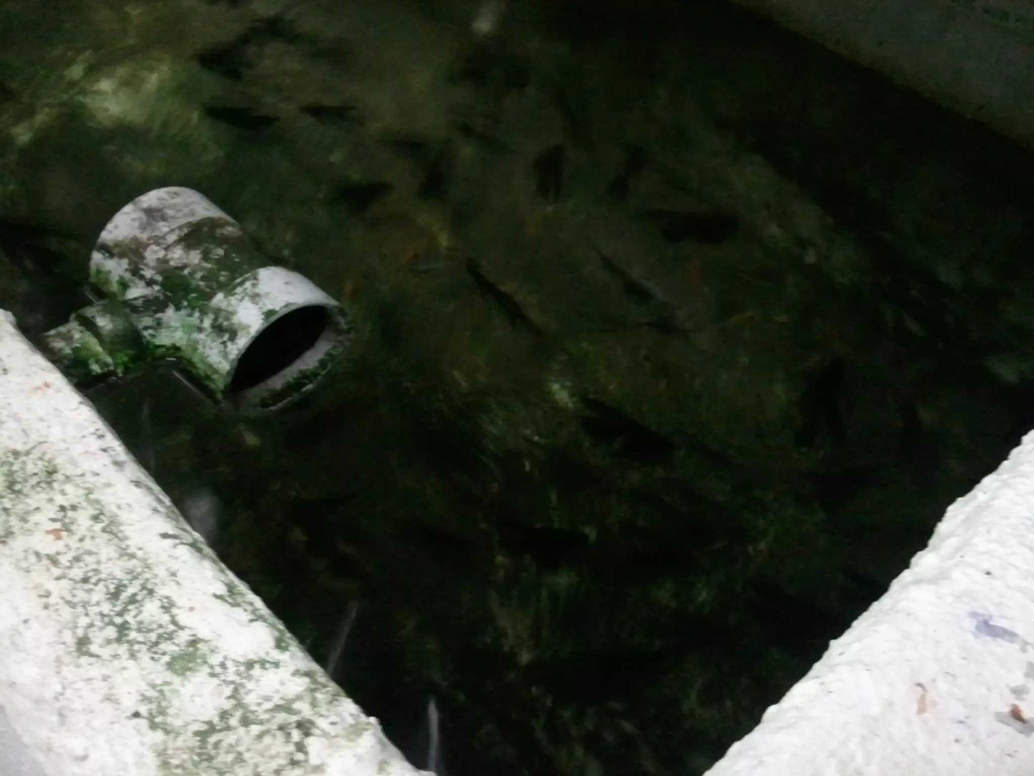 Ozark Angels Hatchery Tour | ODP