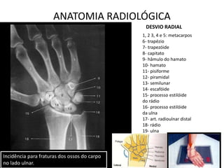 ANATOMIA-_Anatomia_Radiologica.pptx
