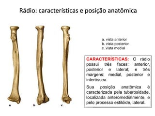 ANATOMIA-_Anatomia_Radiologica.pptx