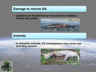 Effects Of Ozone Layer Depletion On Animals