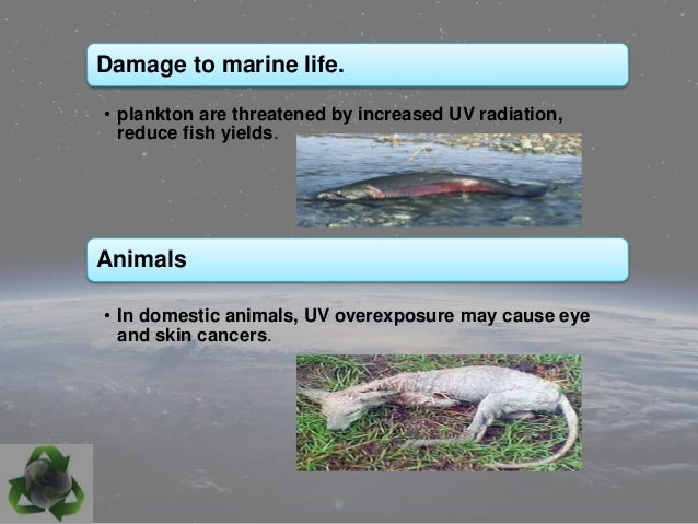 Effects Of Ozone Layer Depletion On Animals