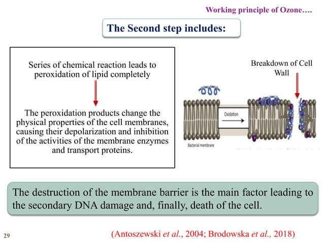 Ozone a potent antimicrobial agent for application in food industry of ...