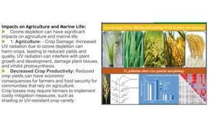 OZONE Presentation, depletion of ozone , gases etc.pptx