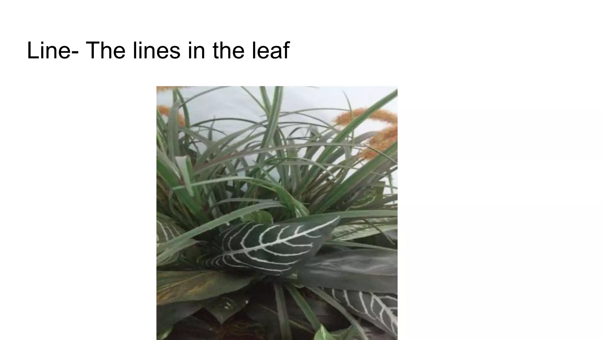 7 elements of art photography | PPTX