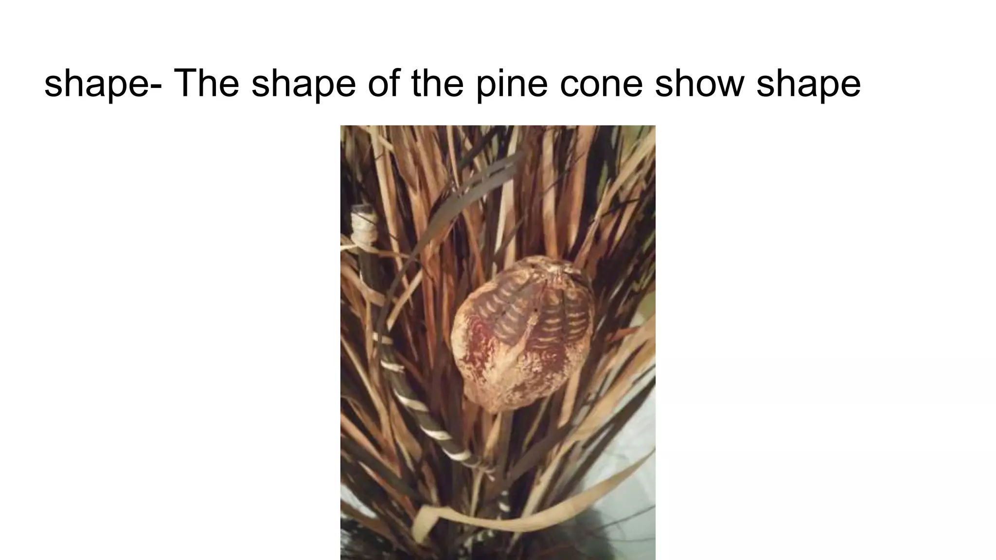 7 elements of art photography | PPTX