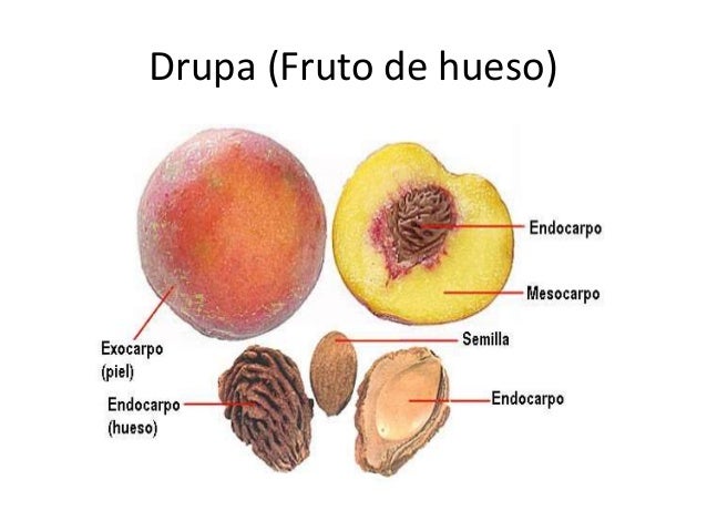 MORFOLOGÍA DEL FRUTO