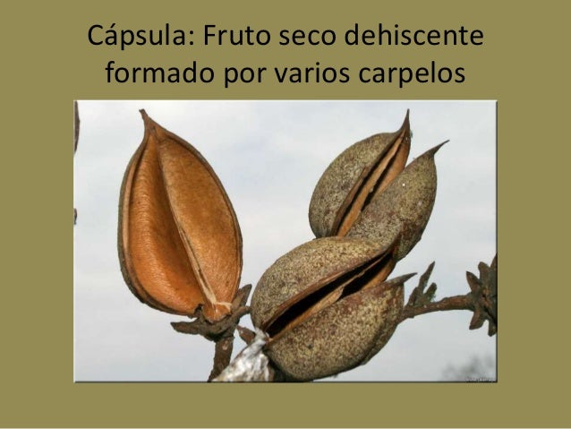 MORFOLOGÍA DEL FRUTO