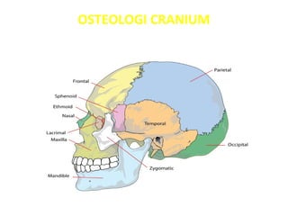 anatomi cranium | PPT