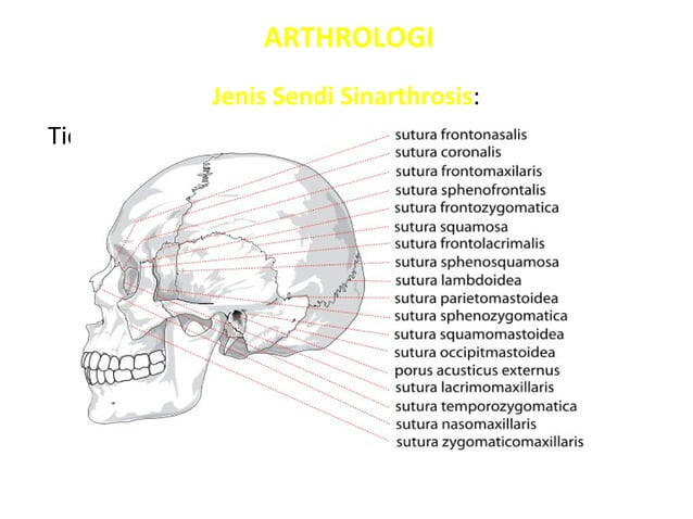 anatomi cranium | PPT | Death, Injury, or Military Conflict | Sensitive ...