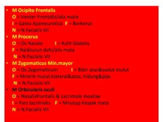 anatomi cranium | PPT