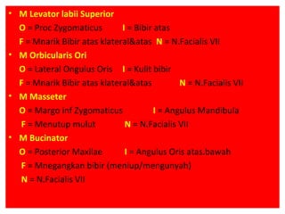 anatomi cranium | PPT