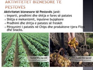 Kompania Pestova | PDF