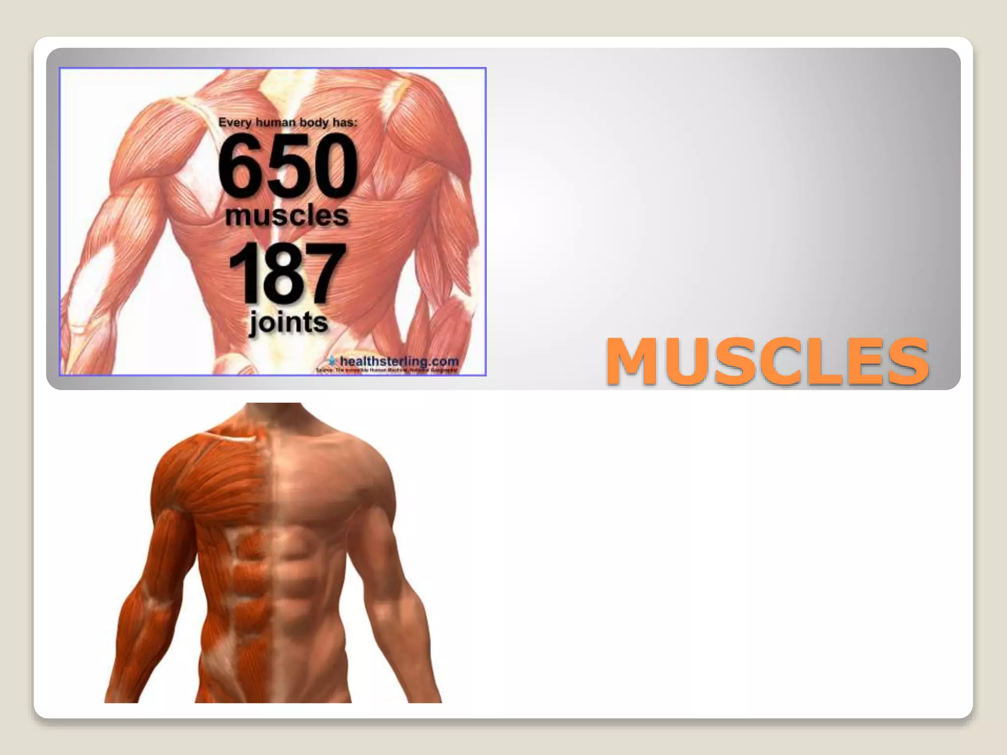 What are Muscles? | PPTX