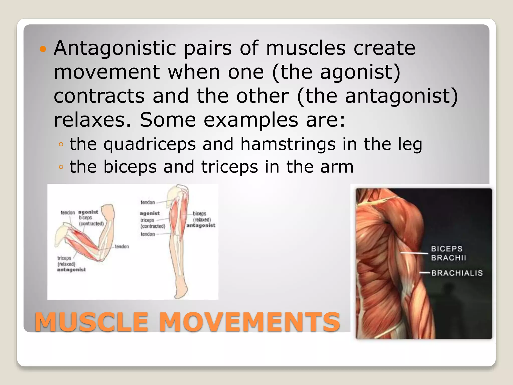 What are Muscles? | PPTX