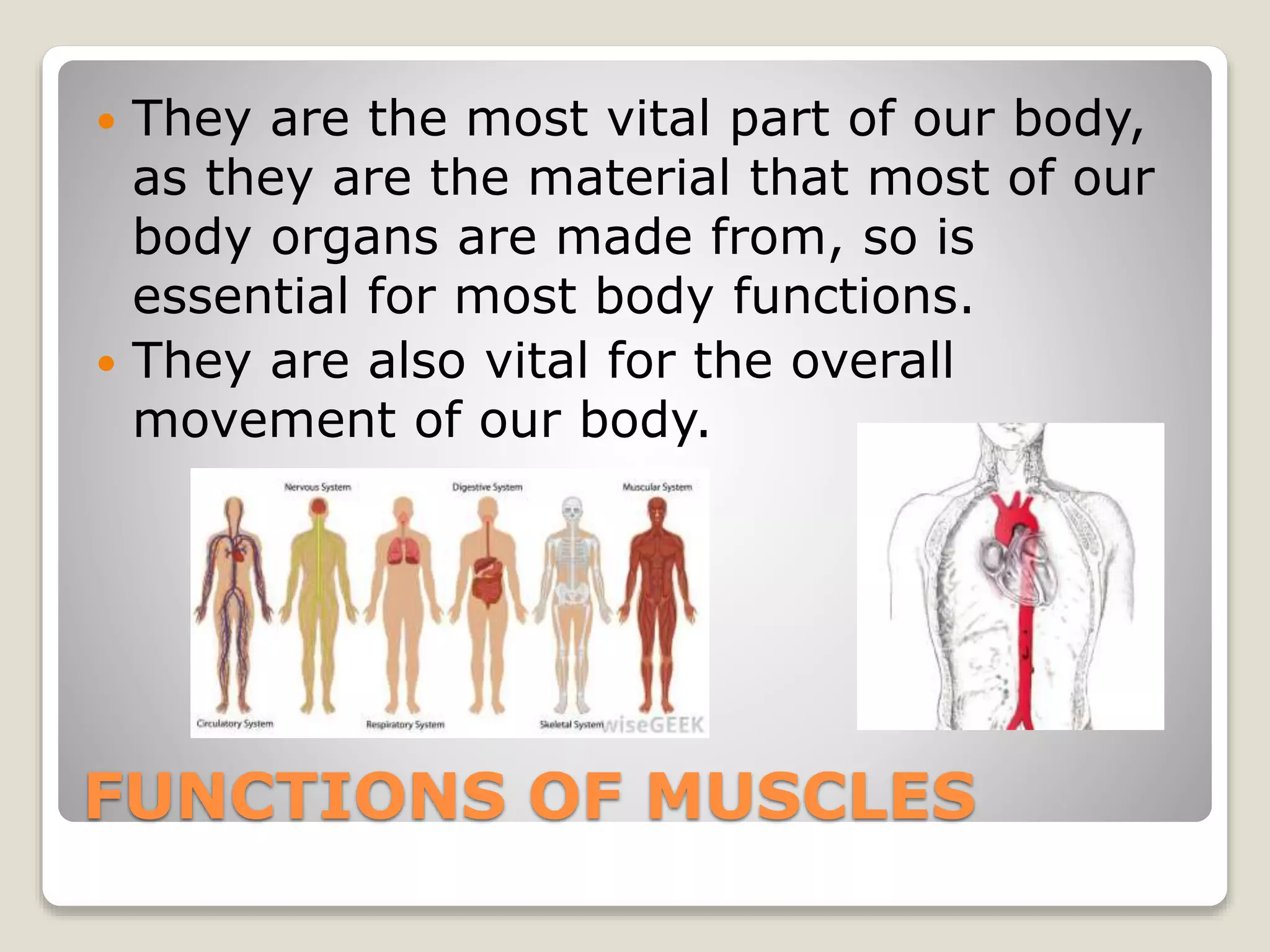 What are Muscles? | PPTX