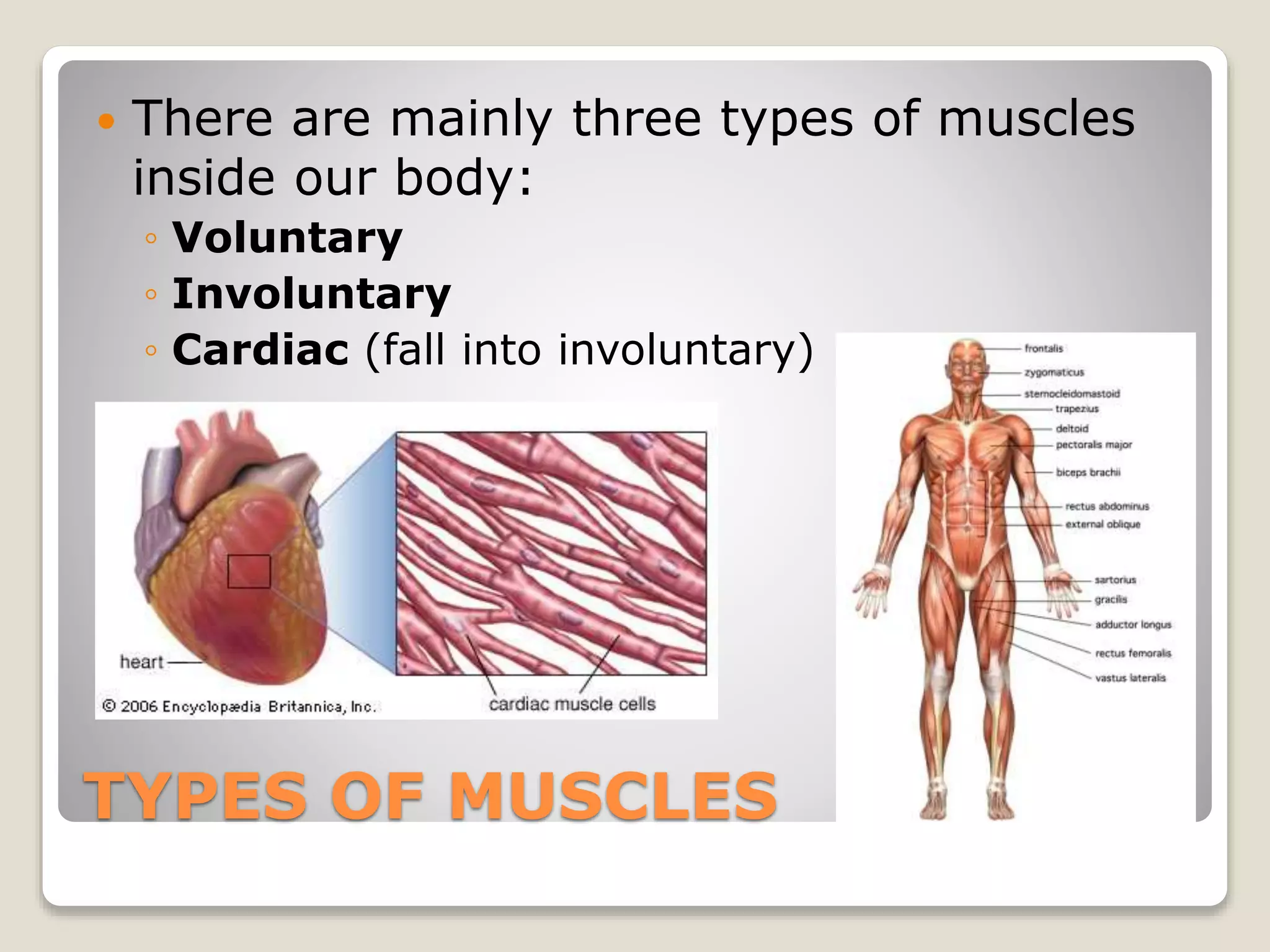 What are Muscles? | PPTX
