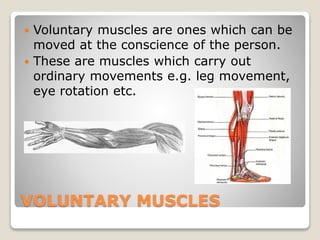 What are Muscles? | PPTX