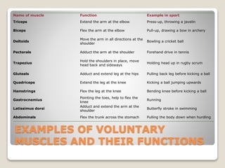 What are Muscles? | PPTX