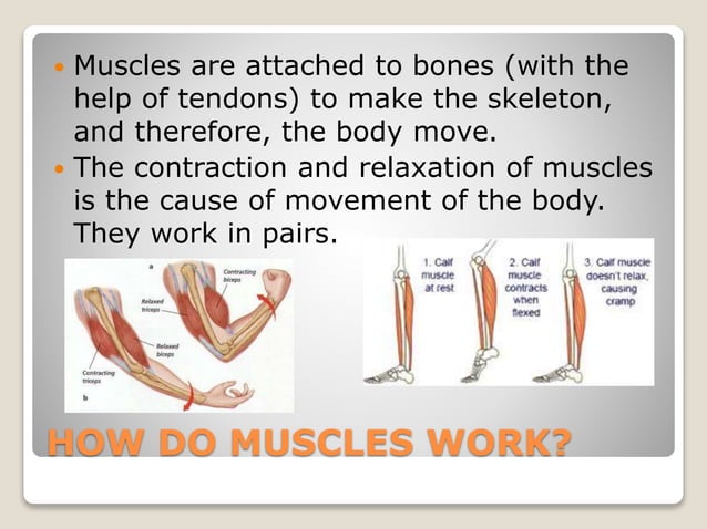What are Muscles? | PPTX
