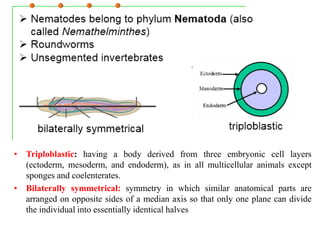 Nematodes History.pdf