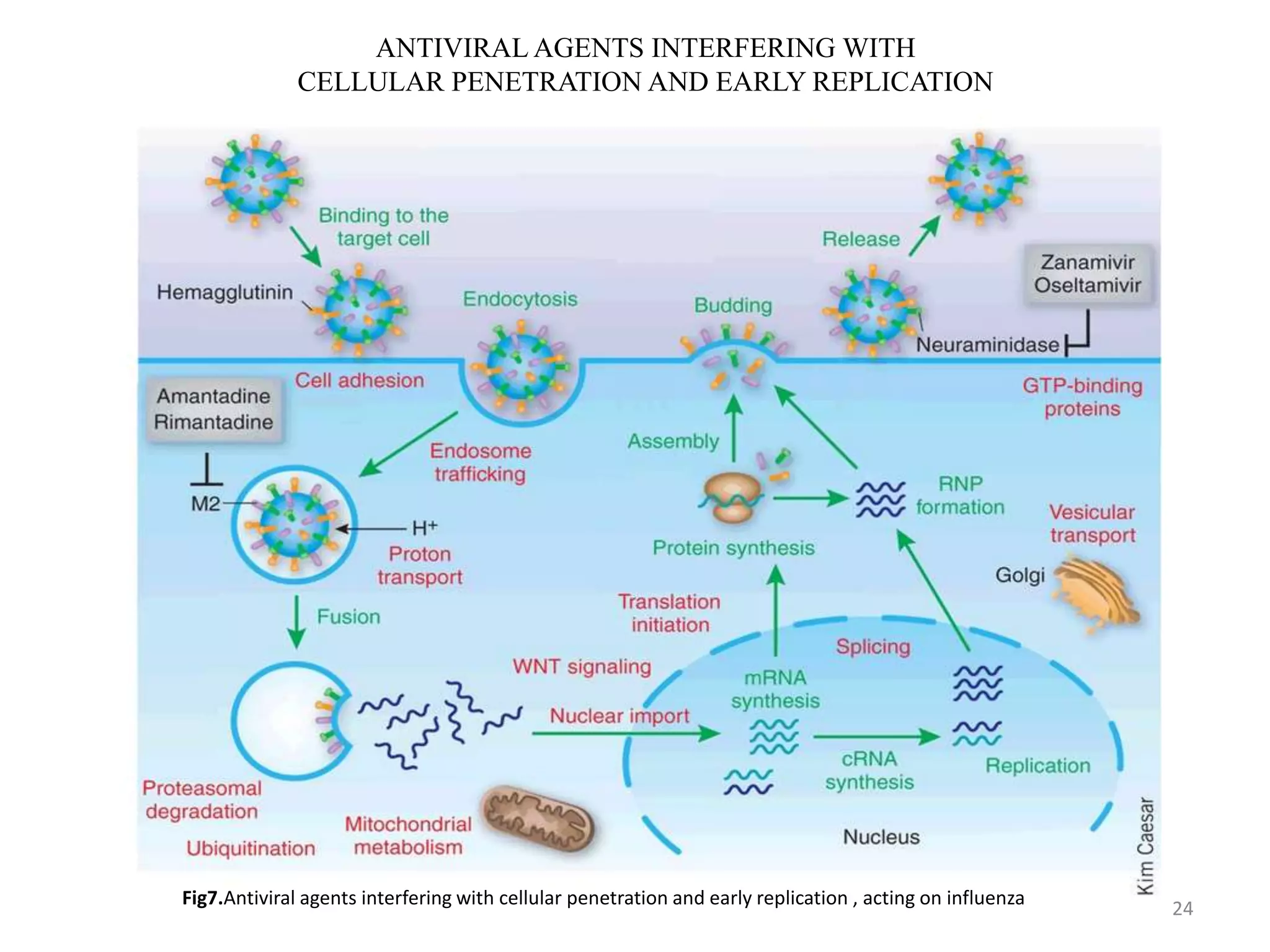 antiviral drugs medicinal chemistry by padala varaprasad | PPTX