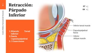 Párpado y Músculos de la Órbita | PPTX
