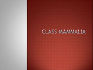 CLASS MAMMALIA - Zoology | PPTX